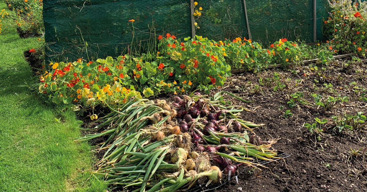 Community BBQ at Rhu Hall Edible Garden - Destination Helensburgh